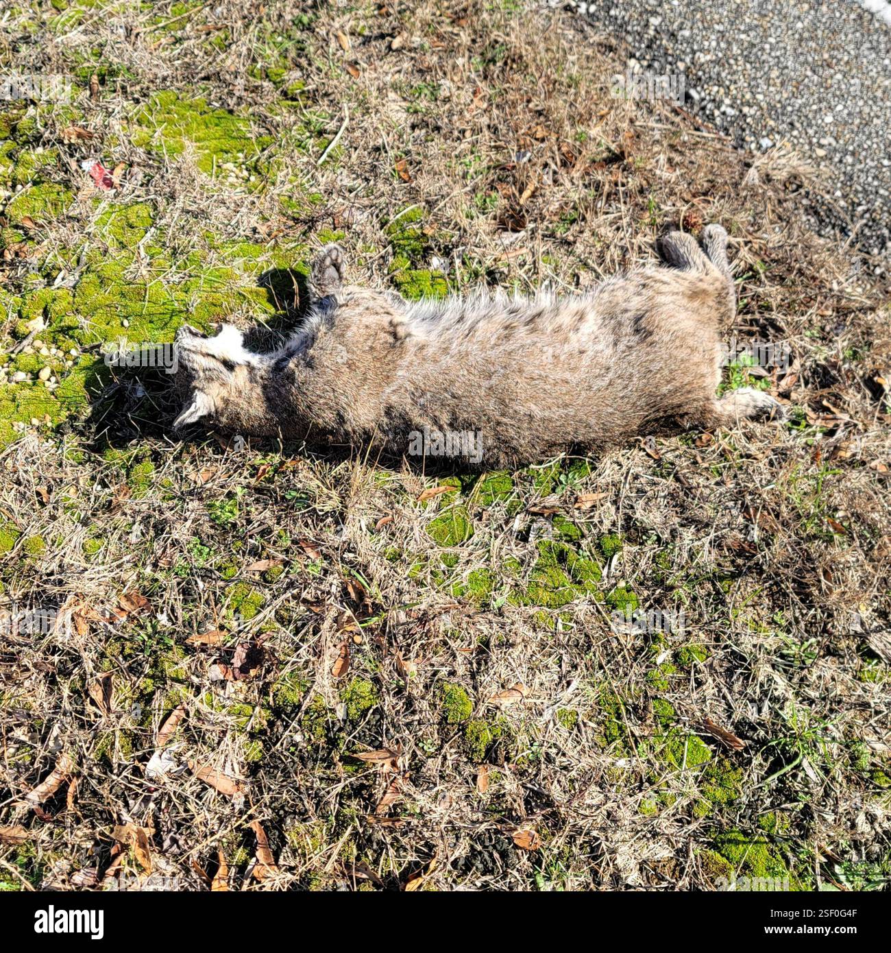 Bobcat (Lynx rufus), Mammalia, Montgomery, AL 36116, USA Stock Photo ...
