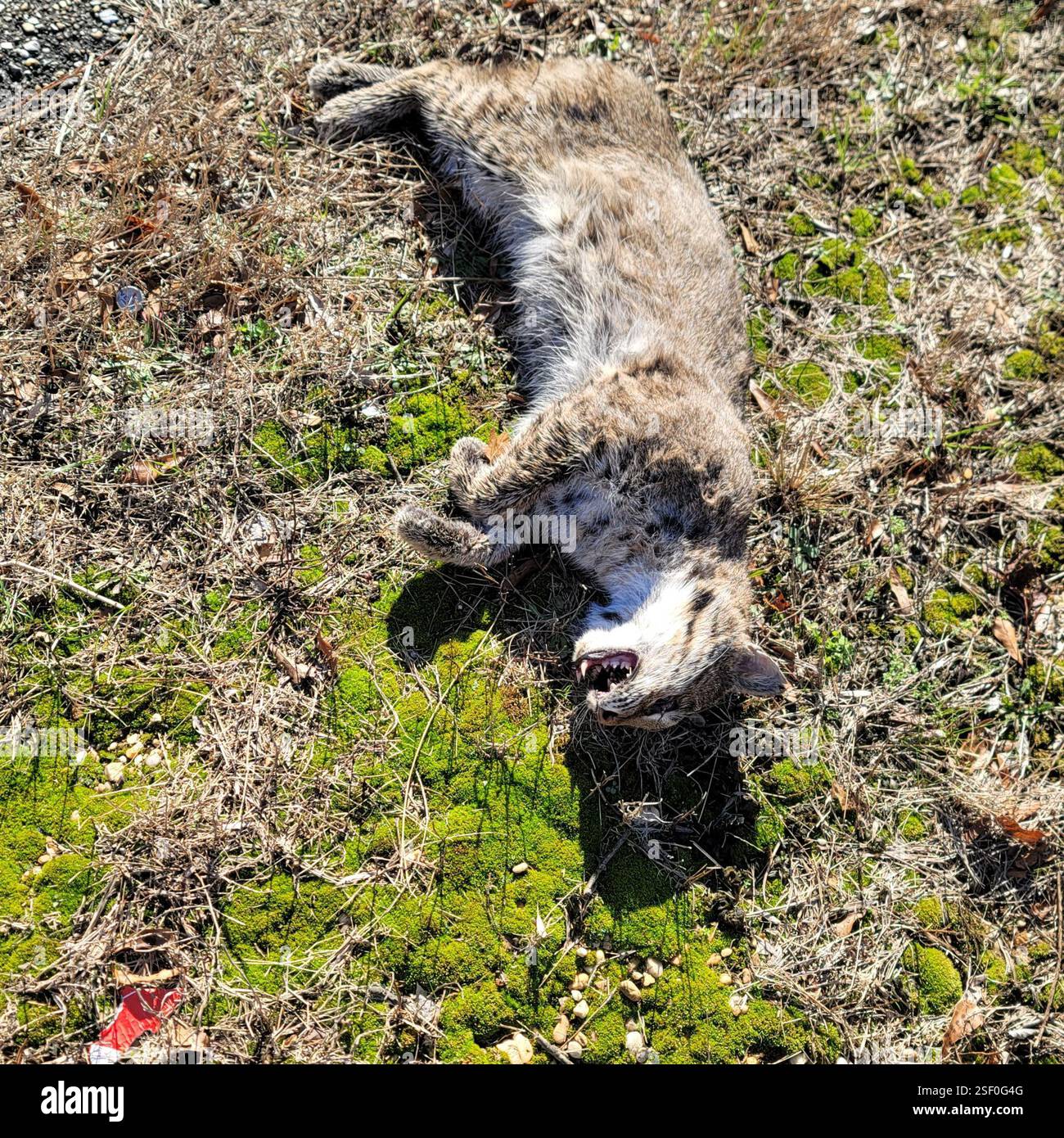 Bobcat (Lynx rufus), Mammalia, Montgomery, AL 36116, USA Stock Photo ...