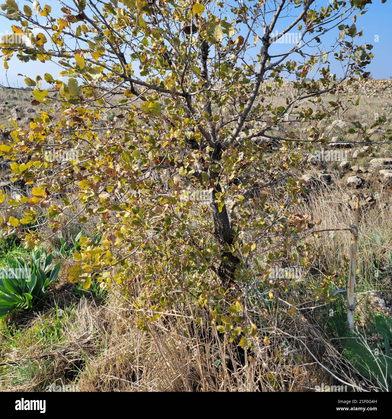 Aleppo Oak (Quercus infectoria), Plantae, Golan, IL Stock Photo - Alamy
