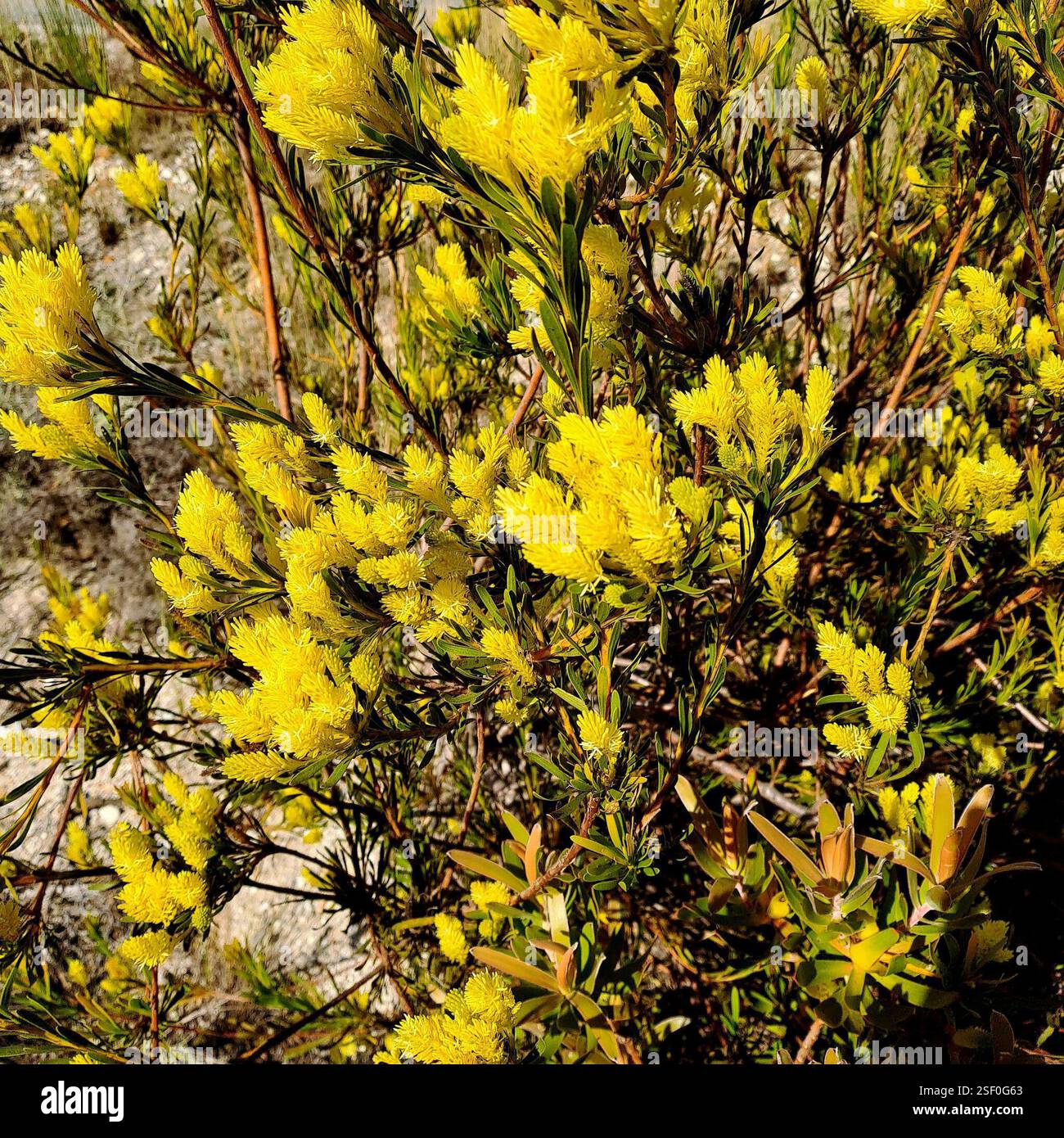 Muddle Featherbush (Aulax cancellata × umbellata), Plantae, Kleinmond ...