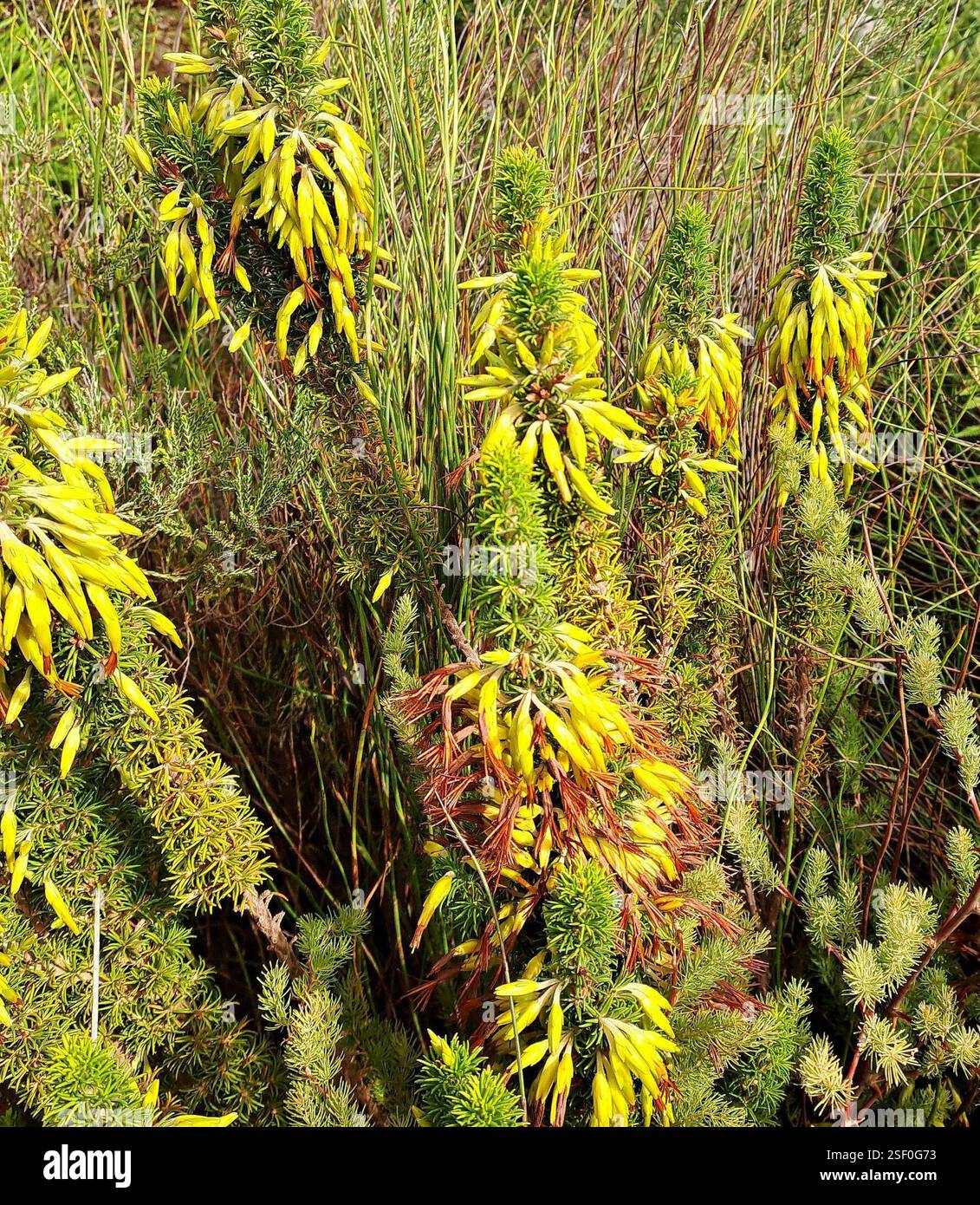 Red Hanging Heath (Erica coccinea coccinea), Plantae, Betty's Bay, 7141 ...