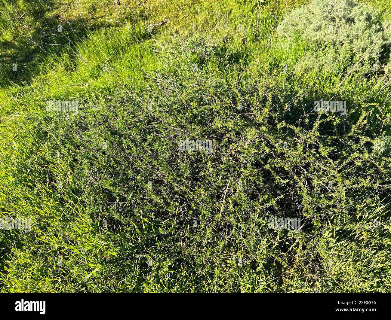 California Buckwheat (Eriogonum fasciculatum), Plantae, Orange County ...