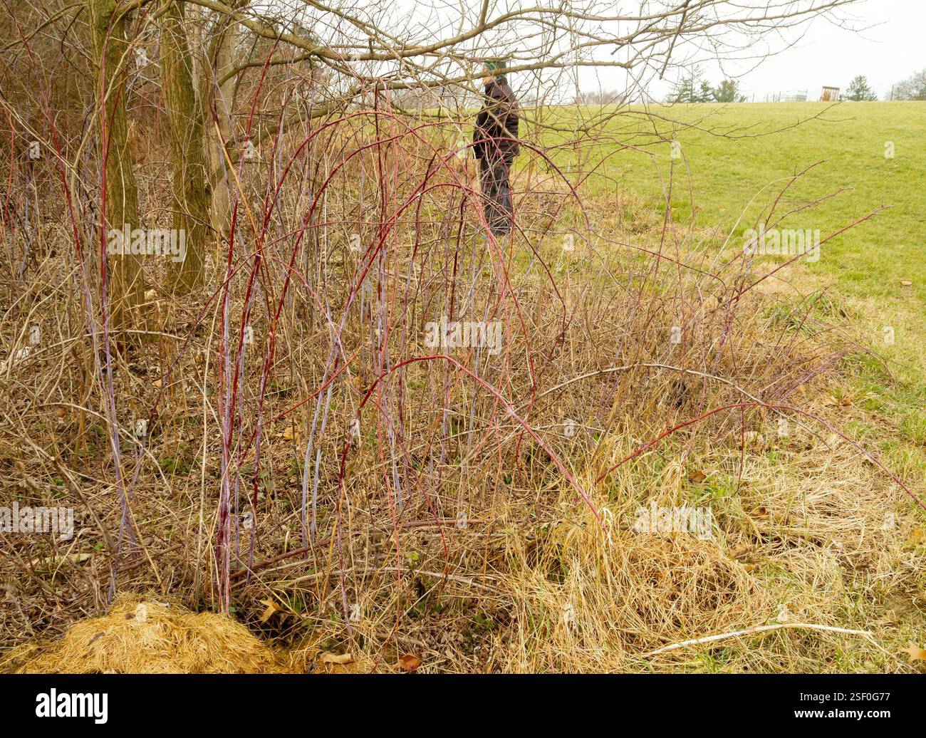 Lancaster county raspberry hi-res stock photography and images - Alamy