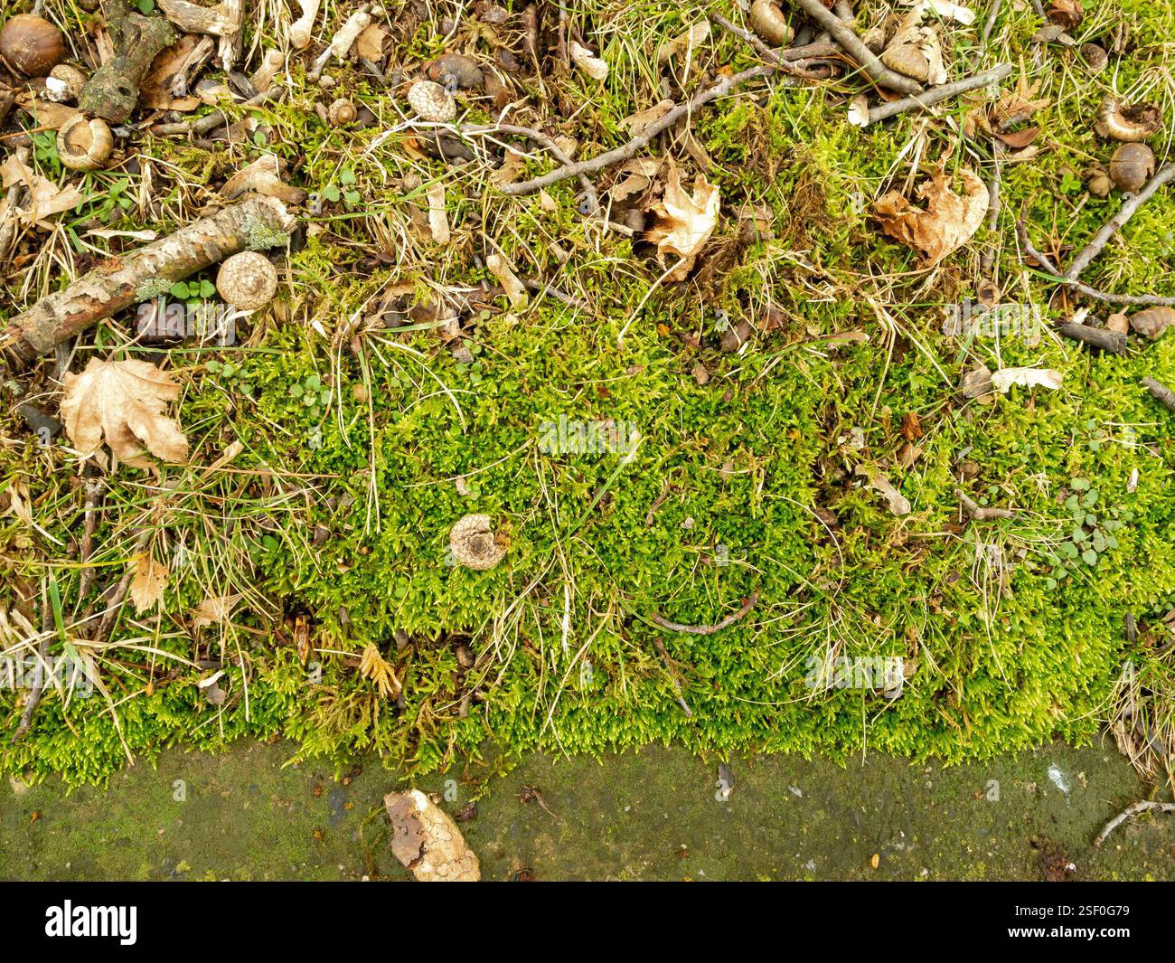 spoon-leaved moss (Bryoandersonia illecebra), Plantae, Lancaster ...