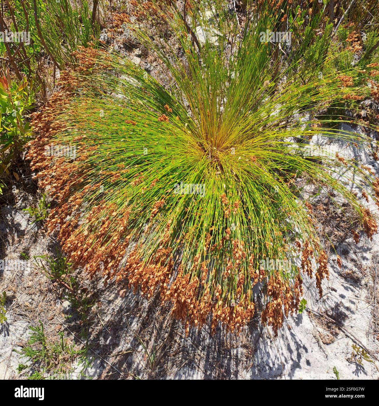 Goldreeds (Elegia), Plantae, Pringle Bay near Buffels River lagoon ...