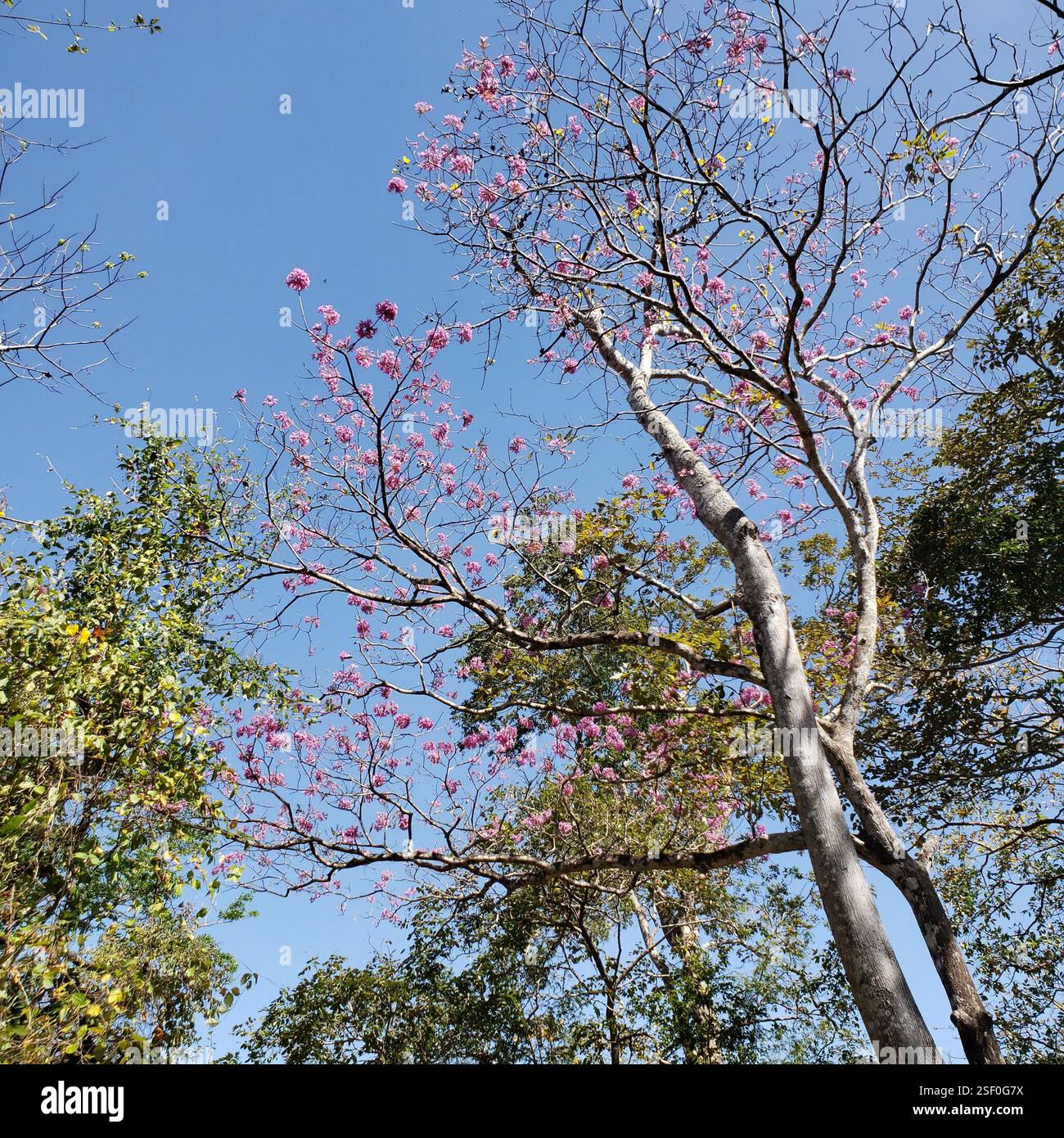 Pink poui (Tabebuia rosea), Plantae, Liberia, CR-GU, CR Stock Photo - Alamy