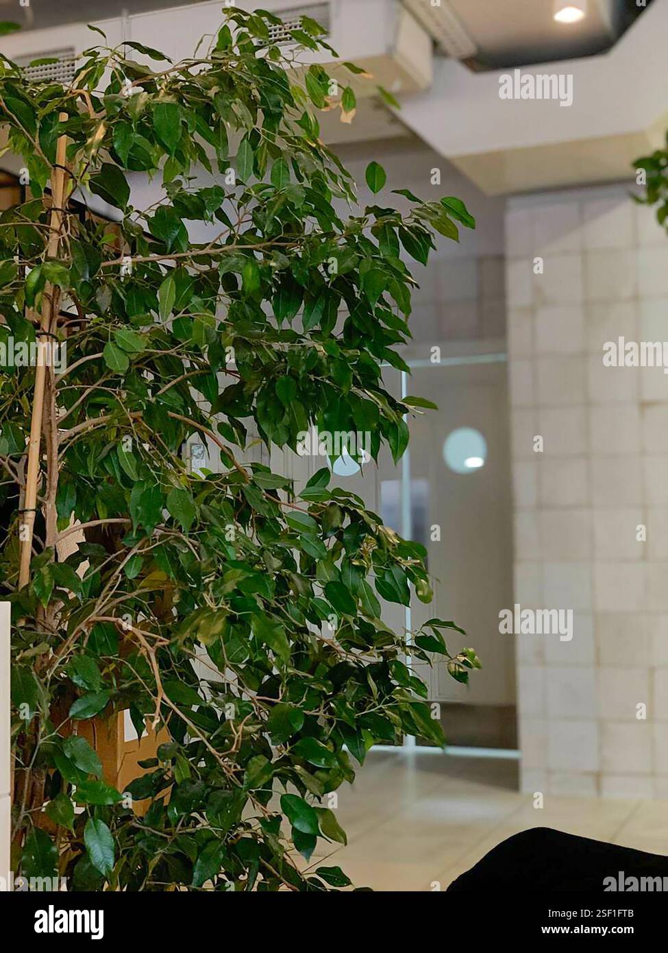 A green tree stands in a coffee shop Stock Photo - Alamy