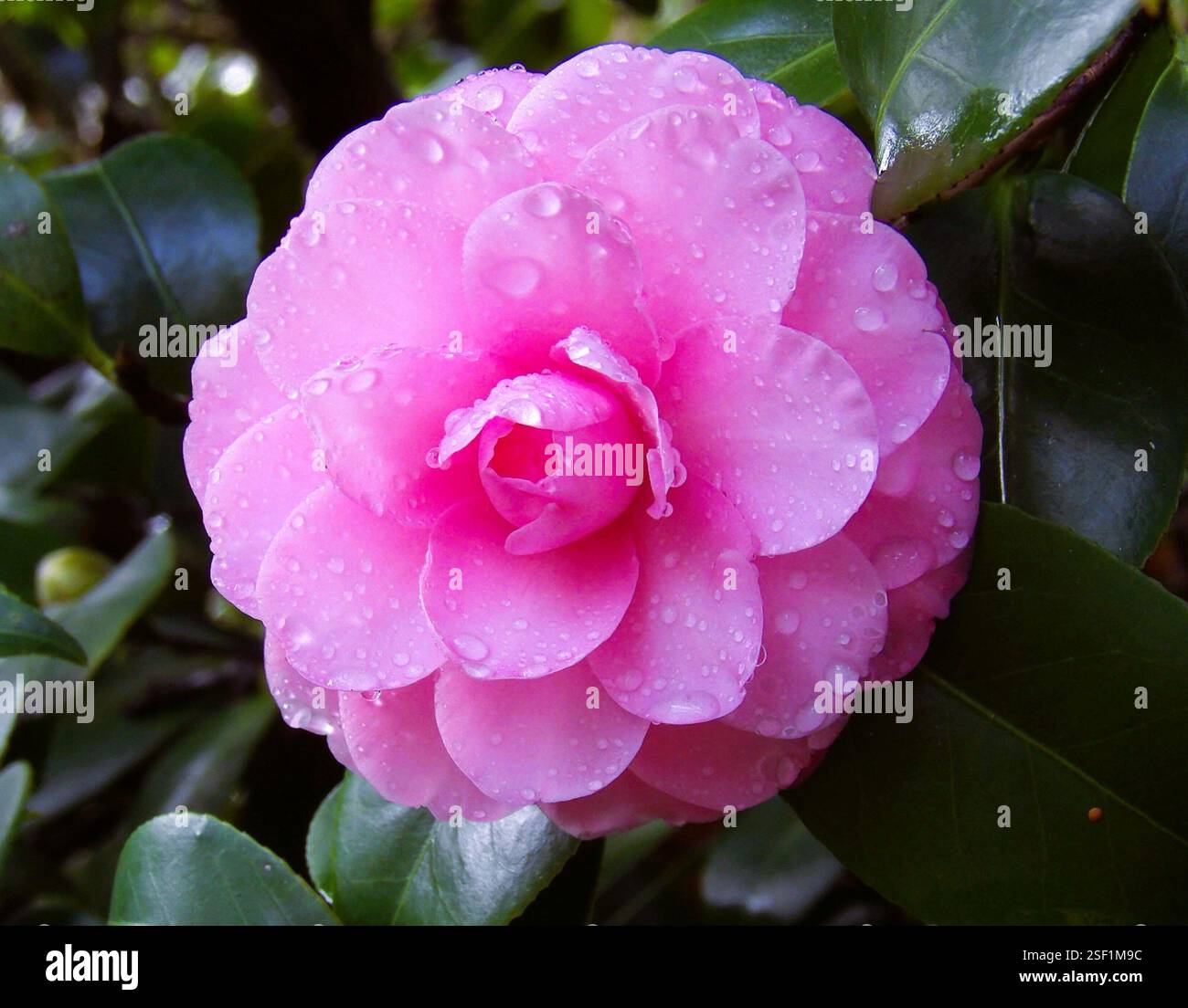 Beautiful light Pink Camilla Japonica flower with many water droplets ...