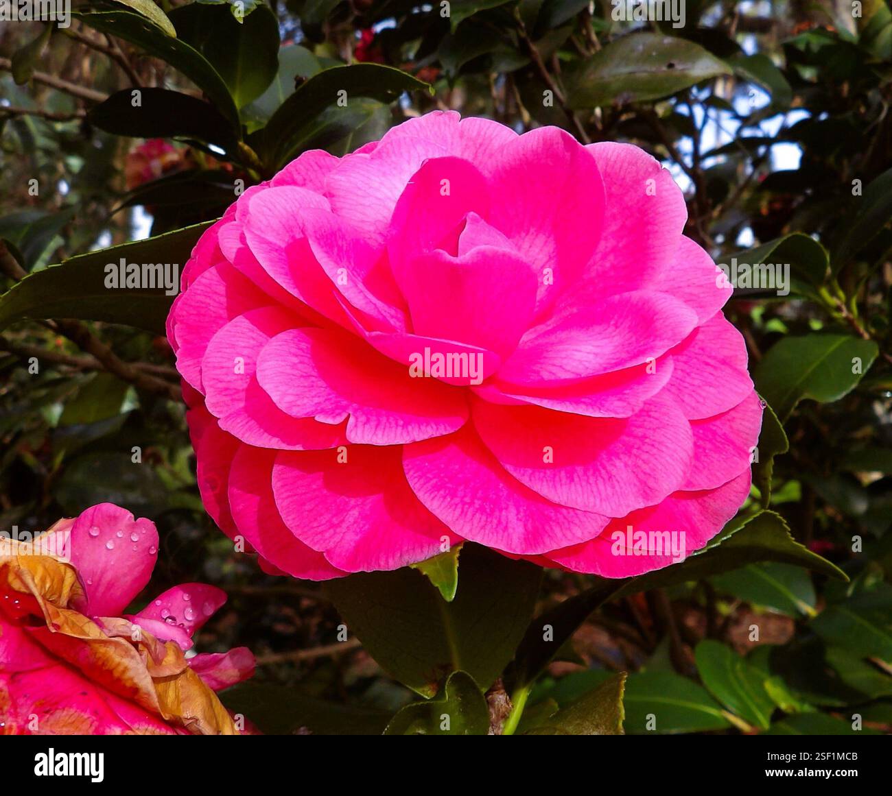 Camellia Japonica flower bloom in dark pink color Stock Photo - Alamy
