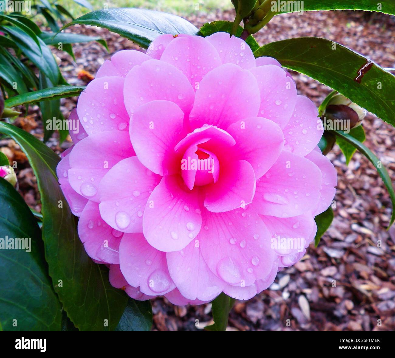 Light Pink Camellia Flower with water droplets Stock Photo - Alamy