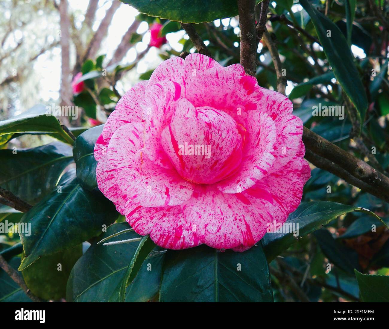 Camellia japonica 'debutante' hi-res stock photography and images - Alamy