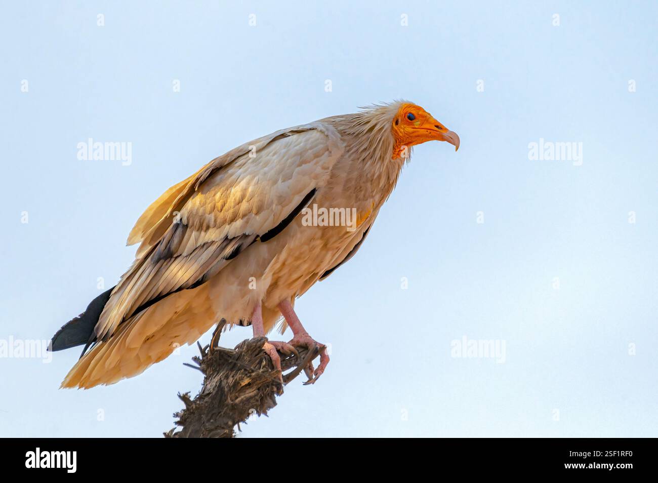 The Egyptian vulture, also called the white scavenger vulture or ...