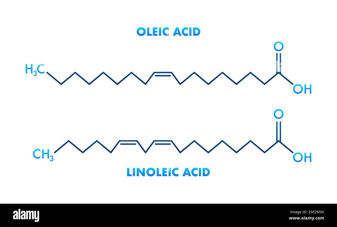 Oleic Acid and Linoleic Acid Structural Chemical Formulas Showing Differences Stock Vector Image ...