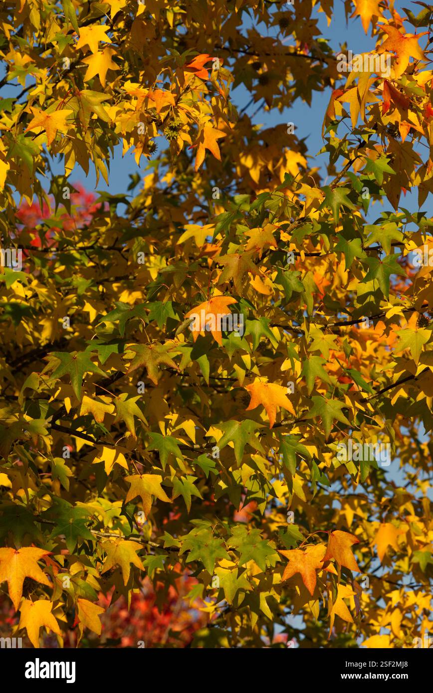 Coloured tints hi-res stock photography and images - Alamy