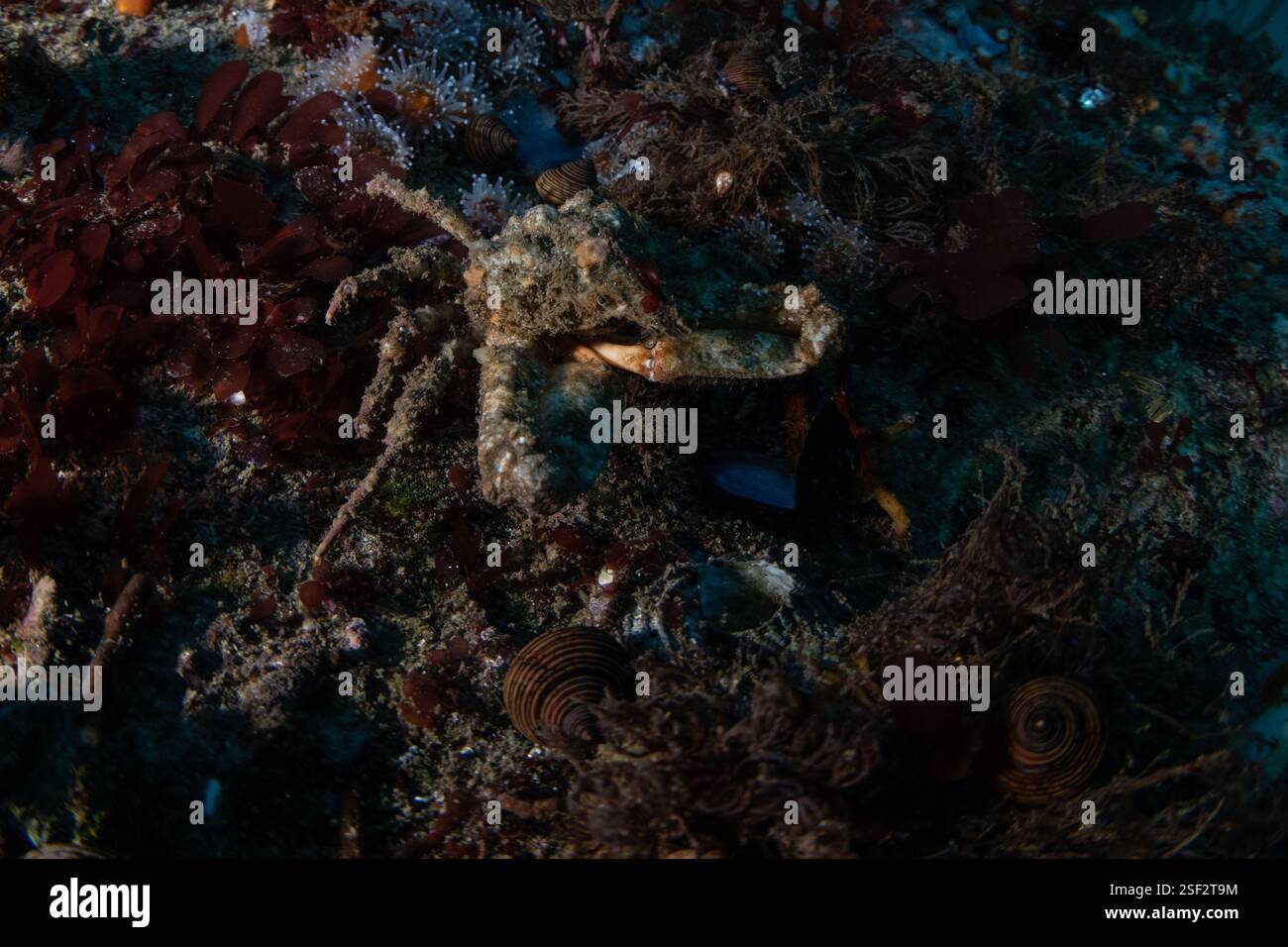 Moss Crab (Loxorhynchus crispatus) on the ocean floor in the Pacific ...