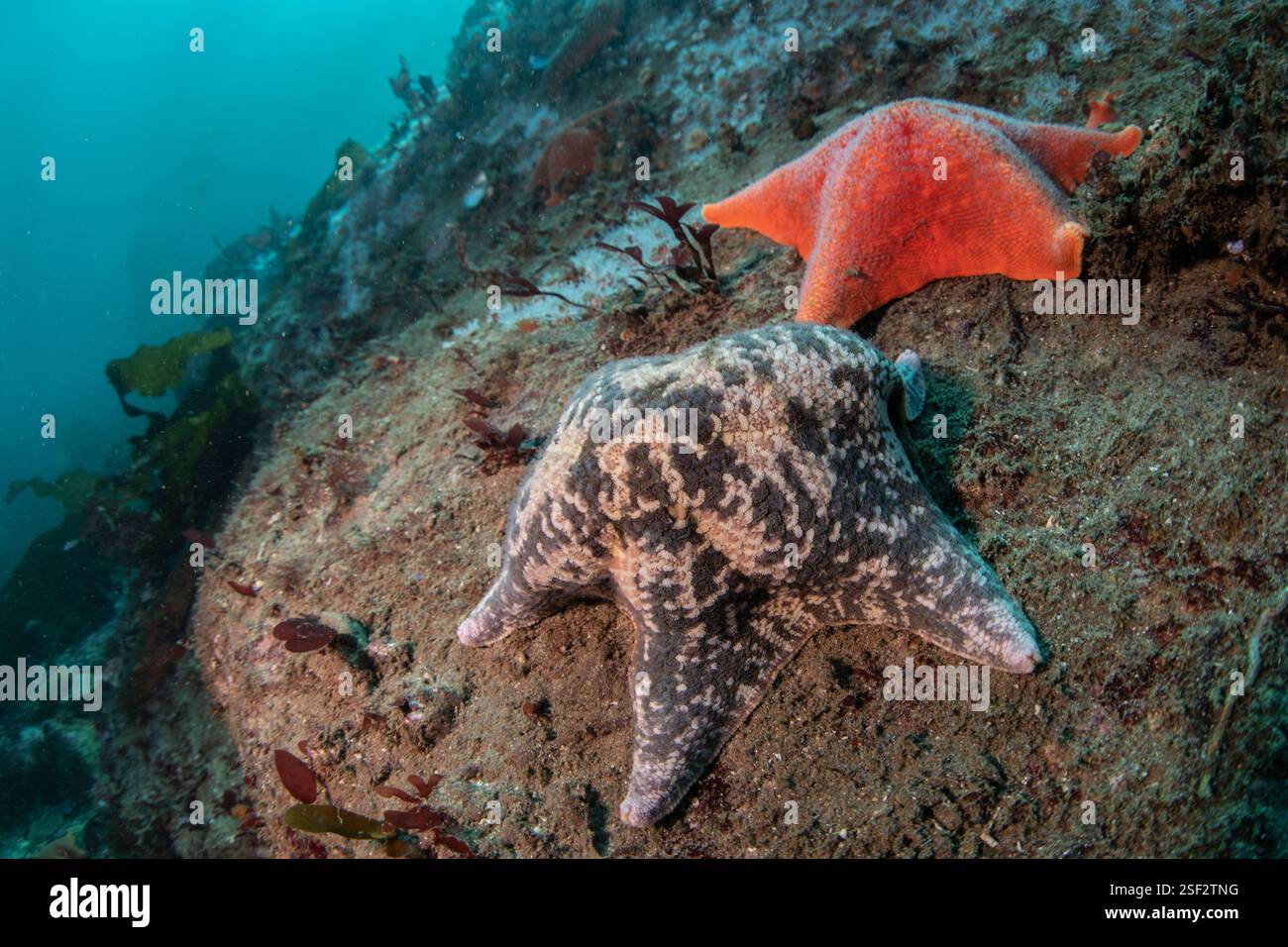 Intra species variation hi-res stock photography and images - Alamy