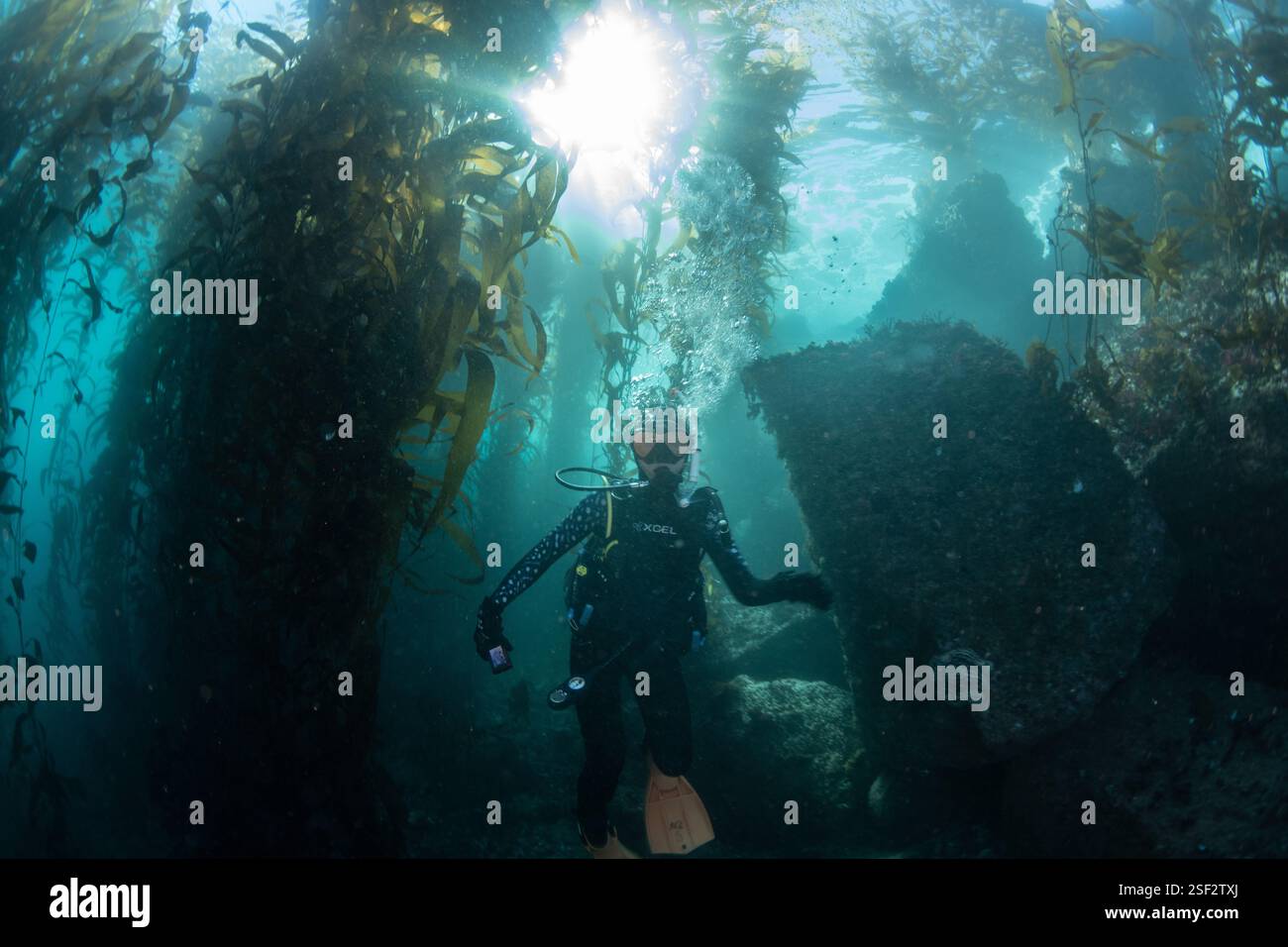 A scuba diver in the dense kelp forest of giant kelp, Macrocystis ...
