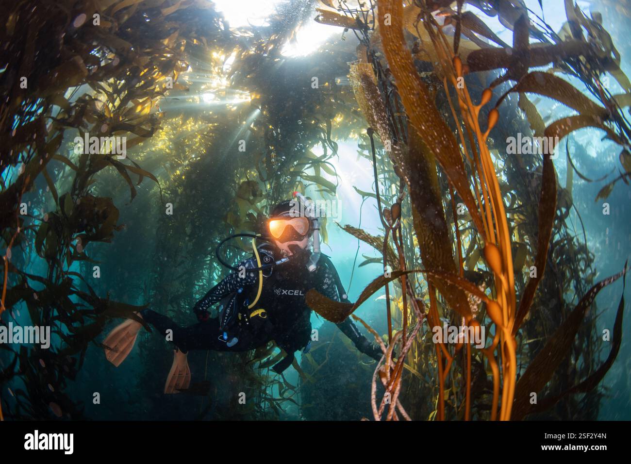 A scuba diver in the dense kelp forest of giant kelp, Macrocystis ...