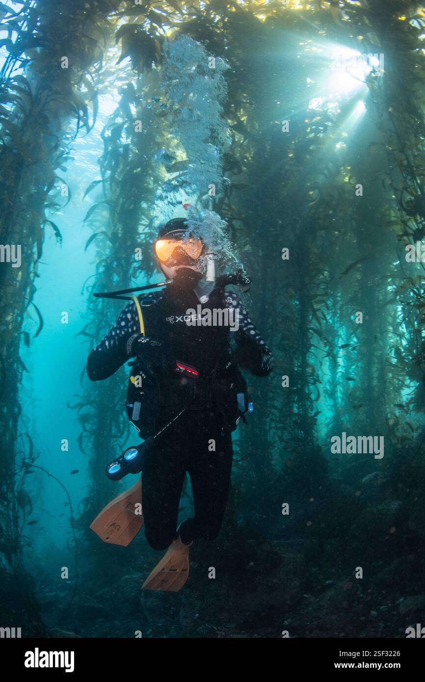 A scuba diver in the dense kelp forest of giant kelp, Macrocystis ...