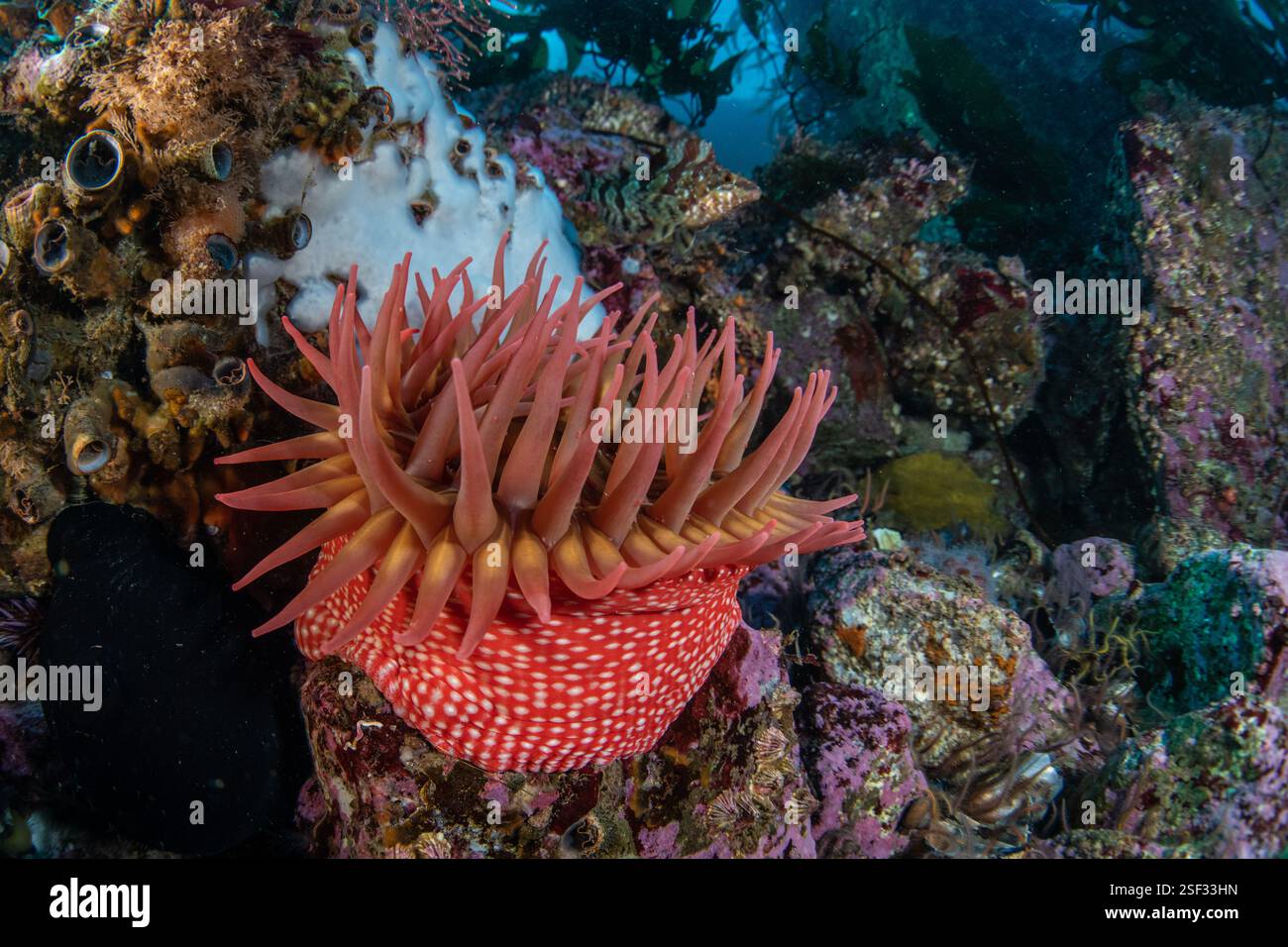 White-spotted Rose Anemone (Cribrinopsis albopunctata) a colorful ...