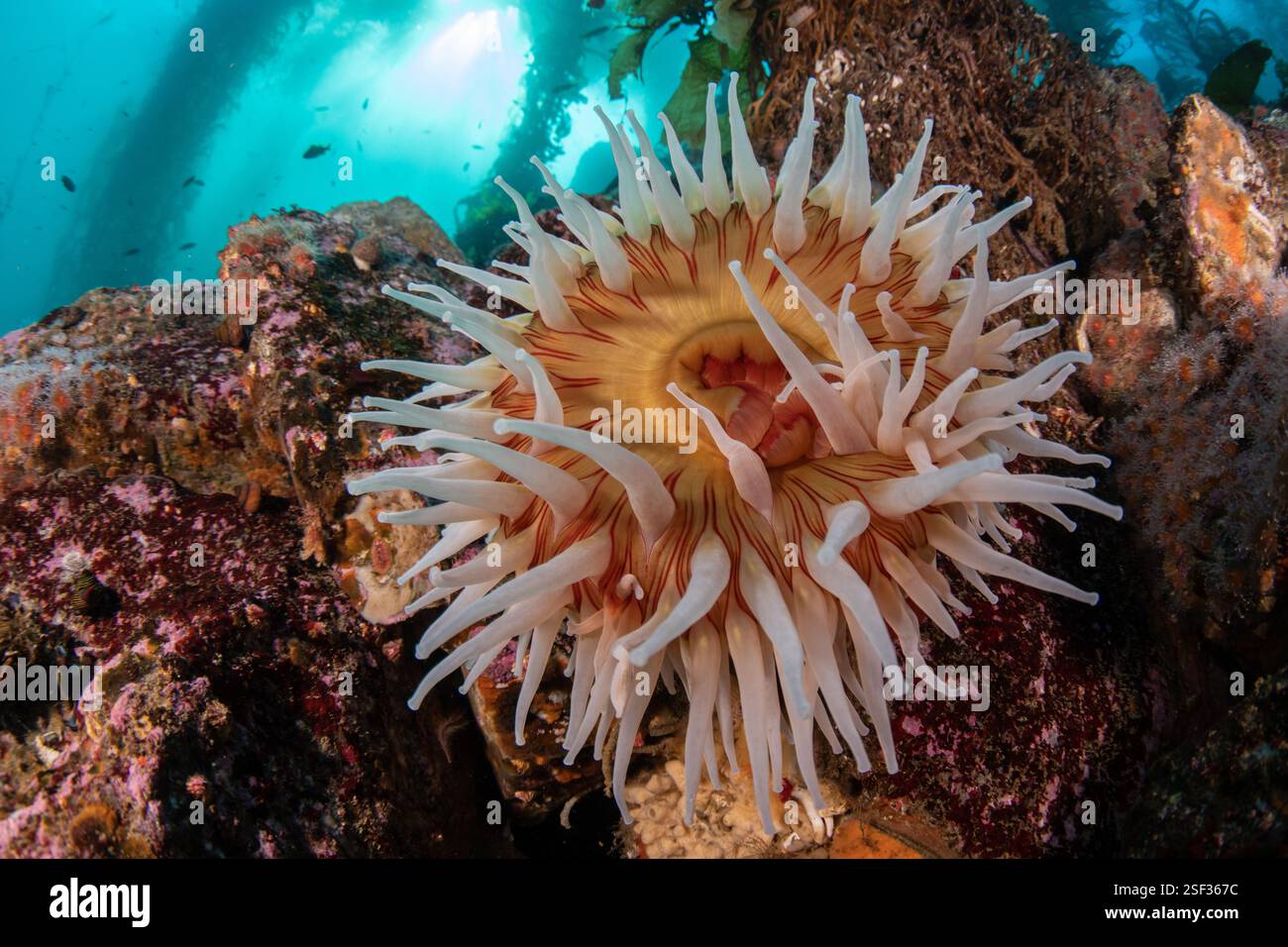Urticina piscivora, The fish eating anemone a huge marine invertebrate ...