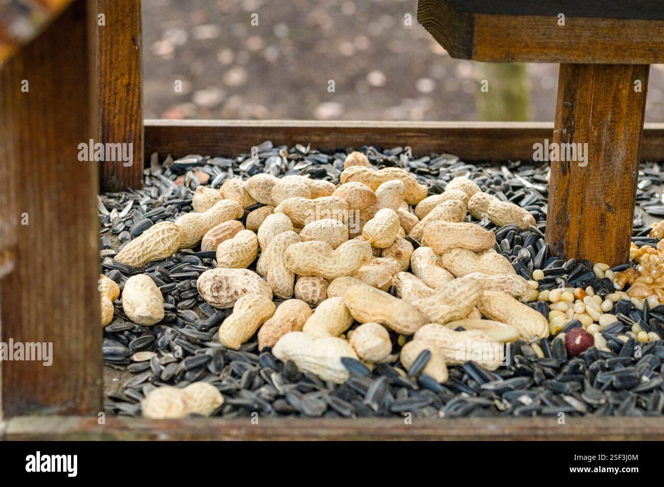 peanuts and seeds for birds and squirrels in the feeder, daylight ...