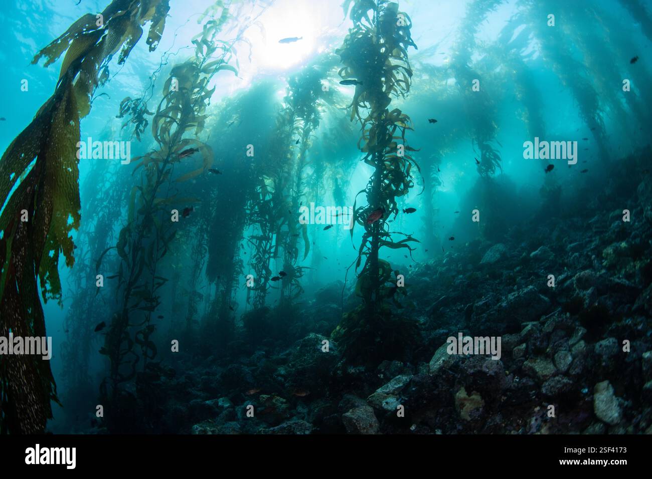 A dense kelp forest made up of giant kelp, Macrocystis pyrifera, in the ...