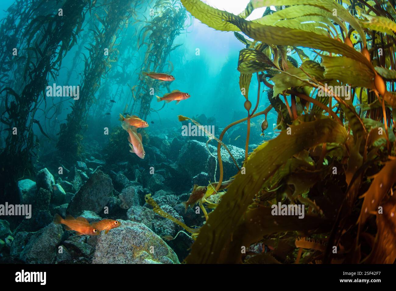 Juvenile rockfish hi-res stock photography and images - Alamy