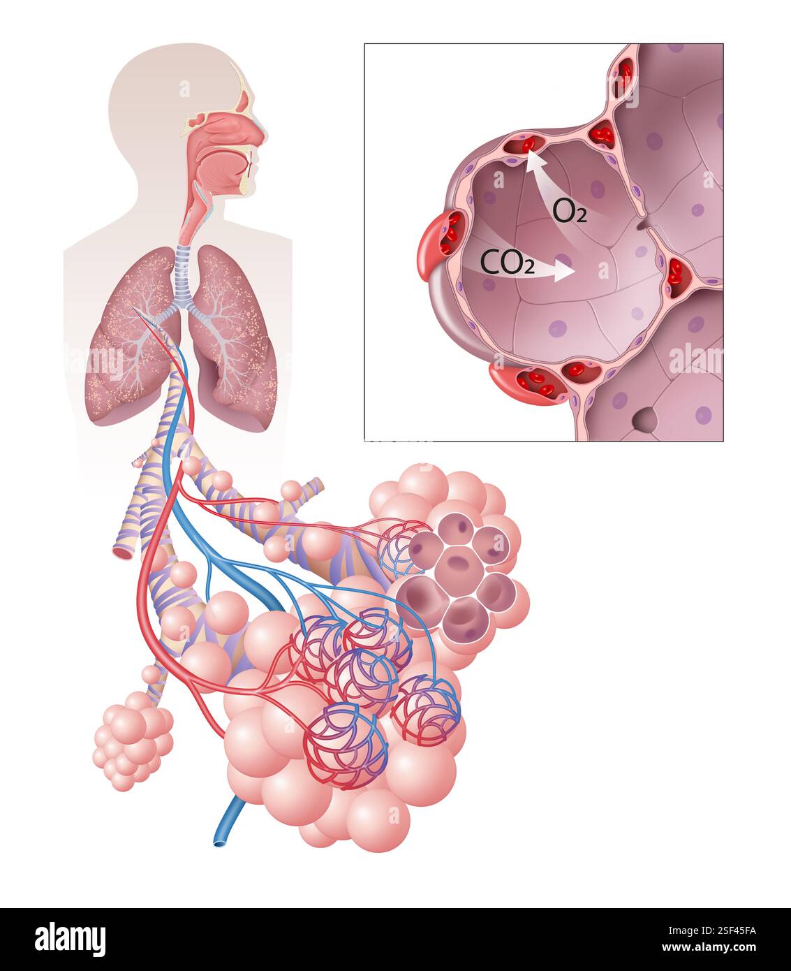 Anatomy of lungs, bronchi, alveoli Stock Photo - Alamy