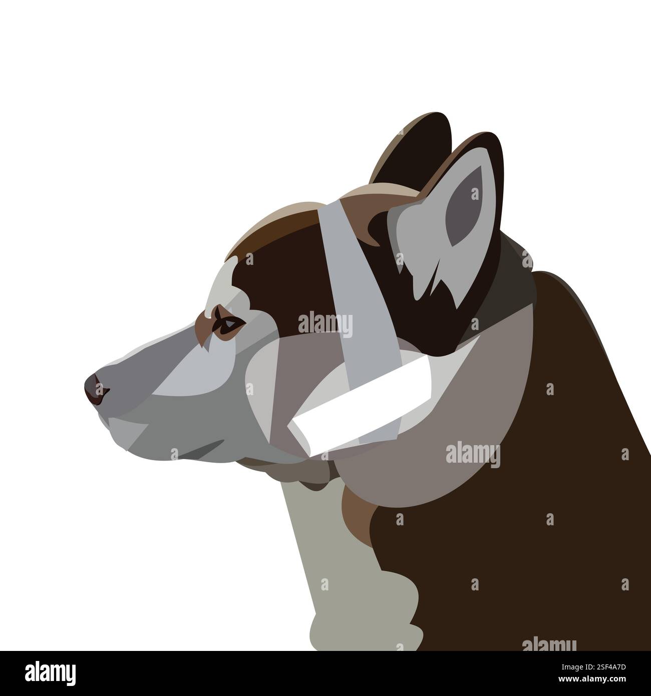 A sad and cute face of an injured Siberian Husky being treated with ...