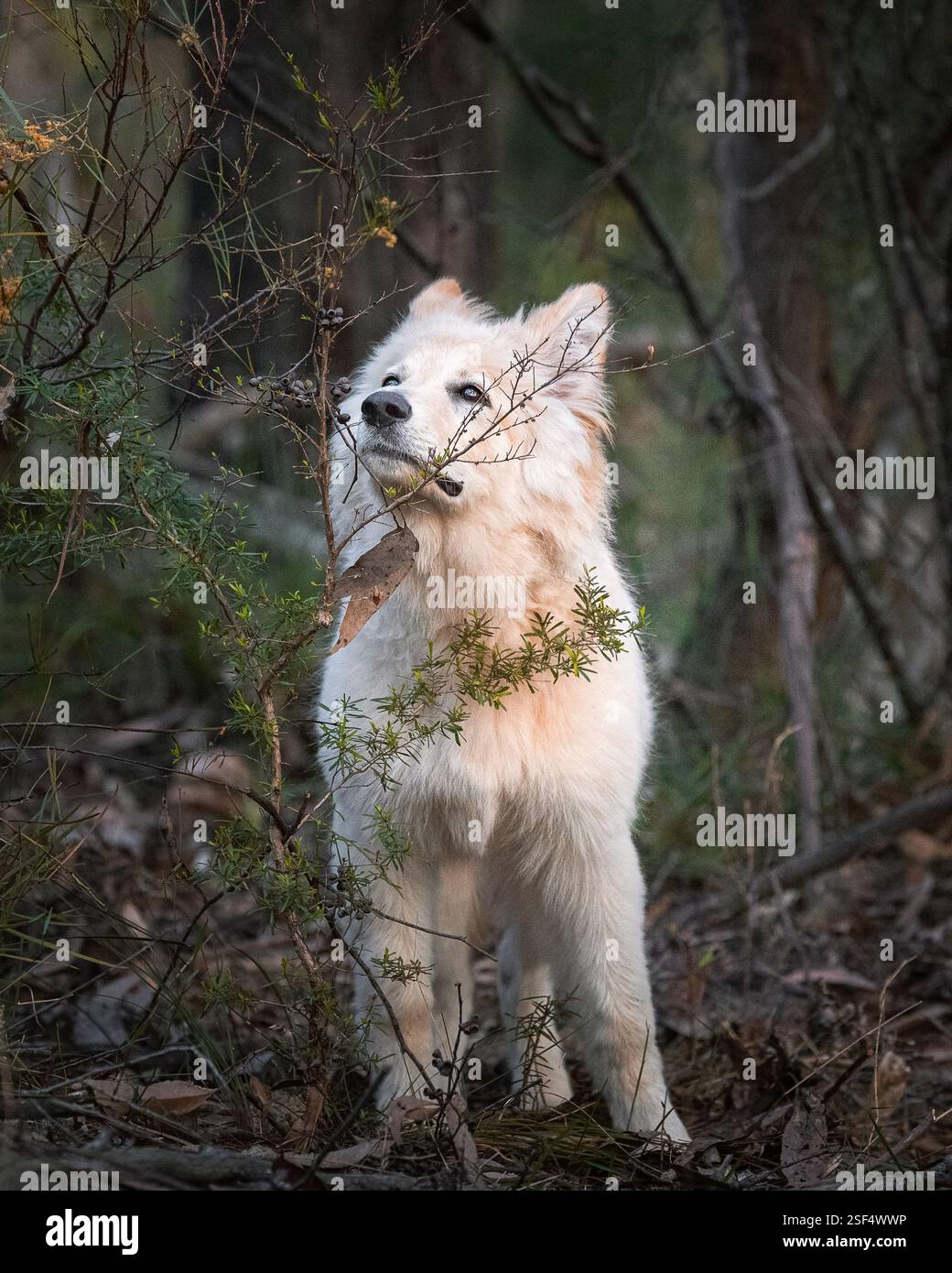 White German Shepherds in the forest Stock Photo - Alamy