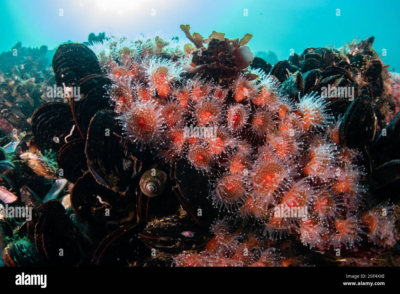 Colonial Corynactis californica, the California strawberry anemone ...