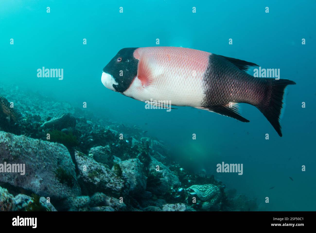 Bodianus pulcher hi-res stock photography and images - Alamy