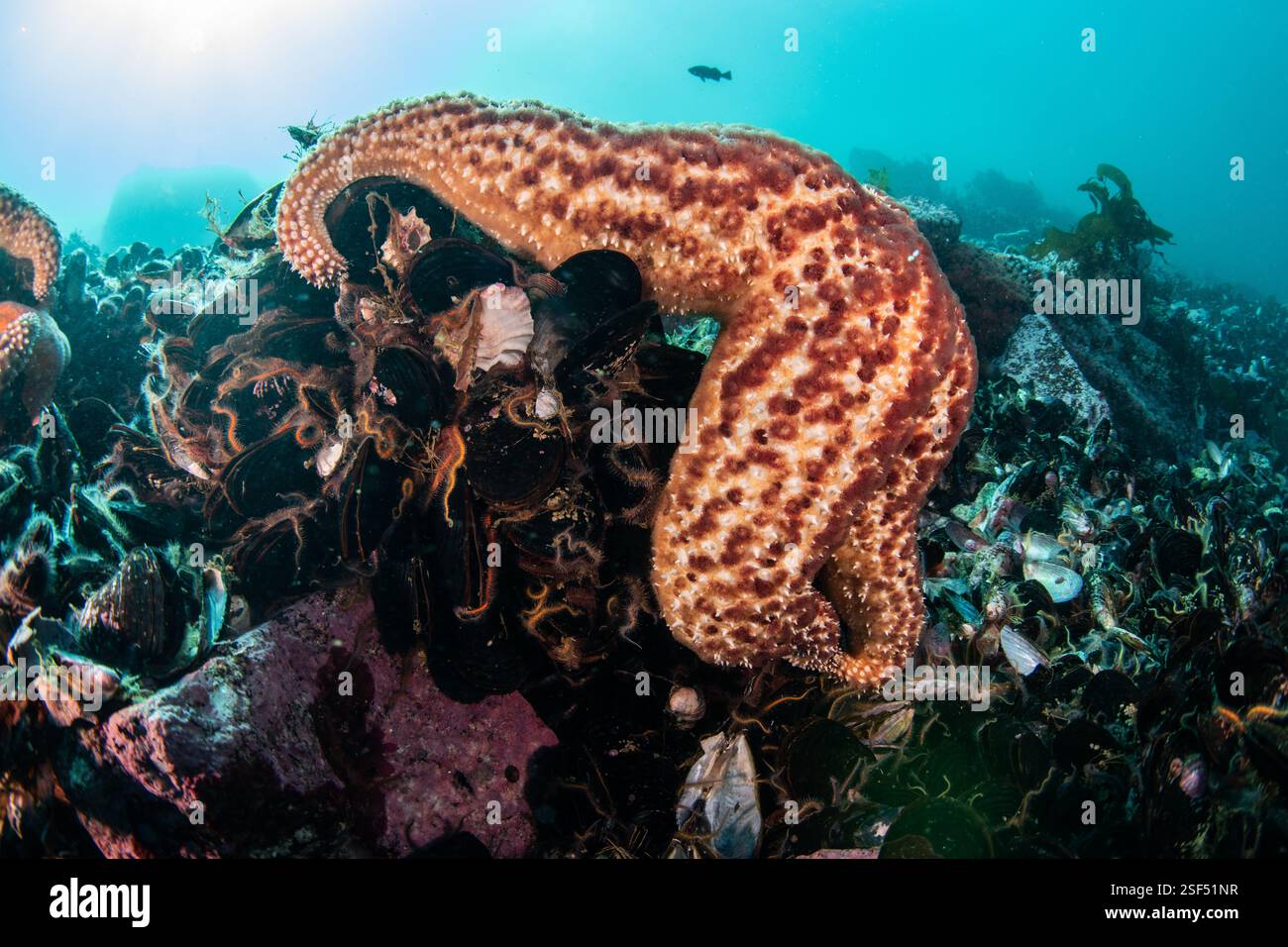 Giant Sea Star (Pisaster giganteus) on a mussel bed underwater in ...