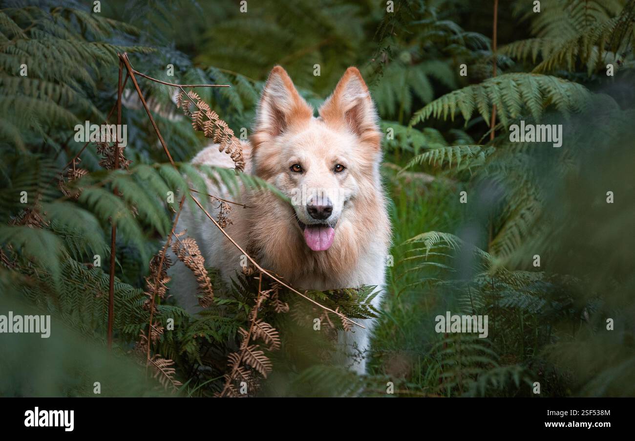 White German Shepherds in the forest Stock Photo - Alamy