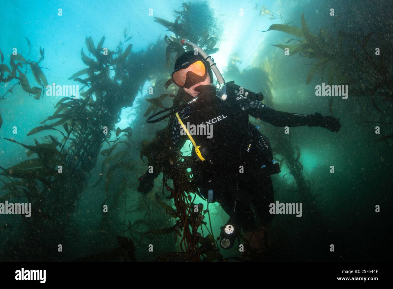 A scuba diver in the dense kelp forest of giant kelp, Macrocystis ...
