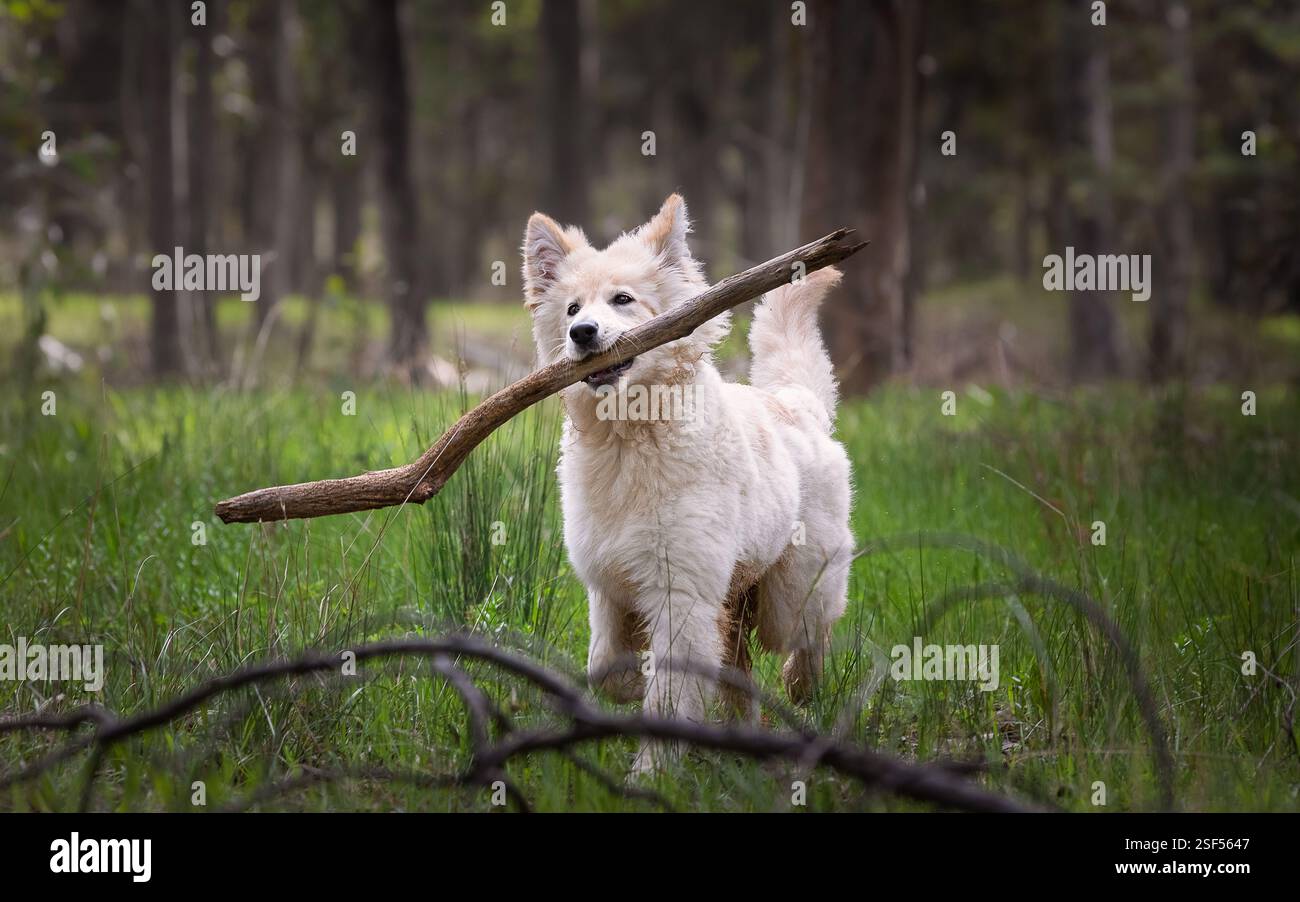 White German Shepherds in the forest Stock Photo - Alamy