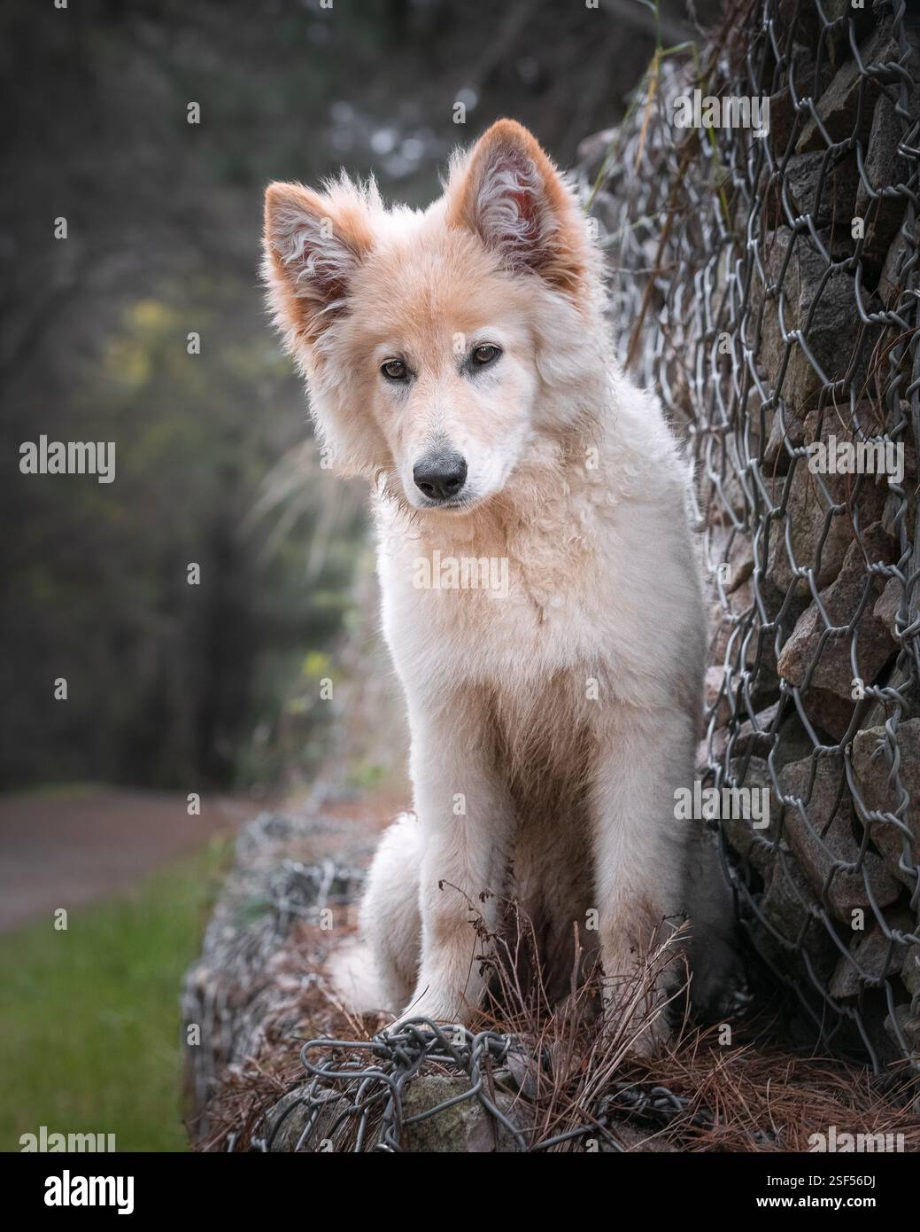 White German Shepherds in the forest Stock Photo - Alamy