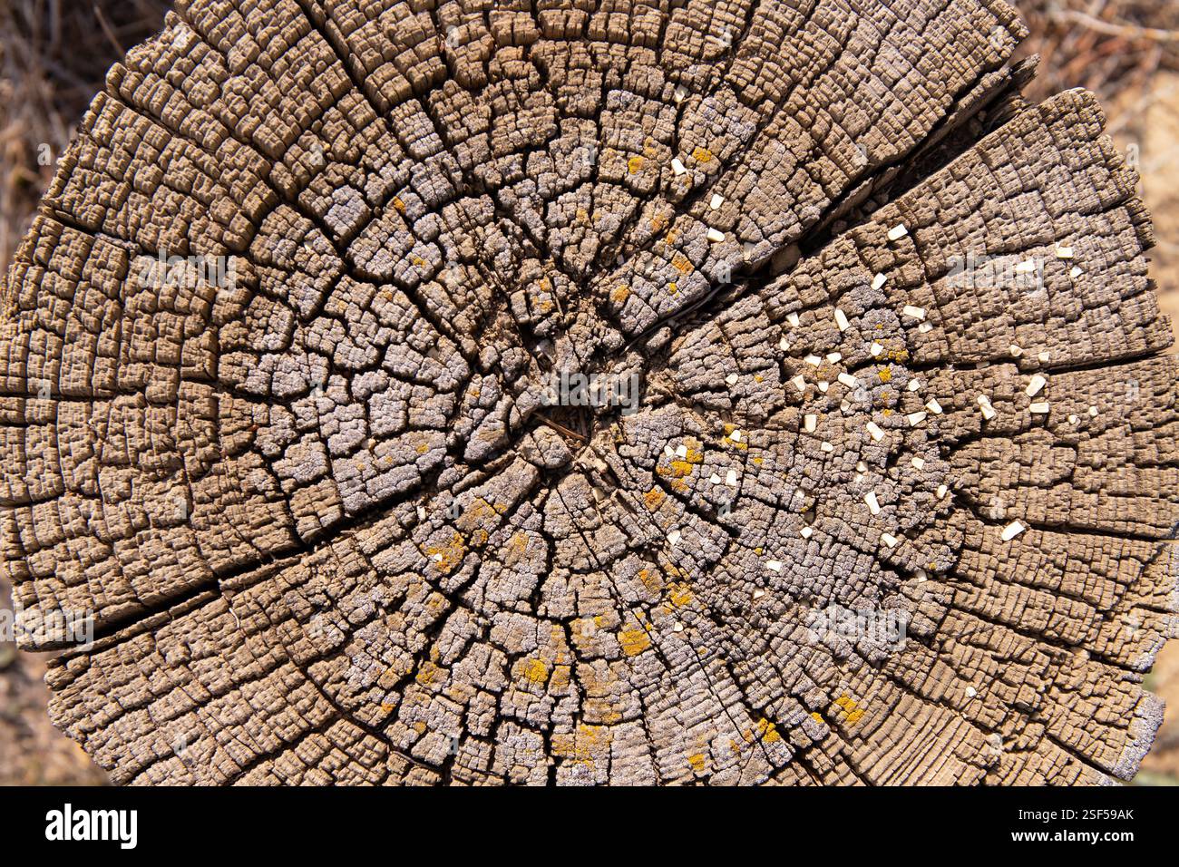 Old tree stump with texture cracks Stock Photo - Alamy