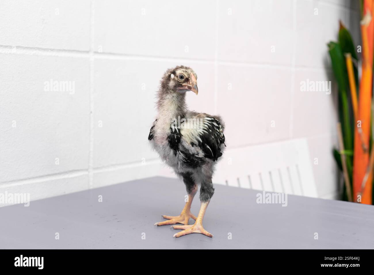 Black Chick is standing on purple gray table in outdoor light Stock ...
