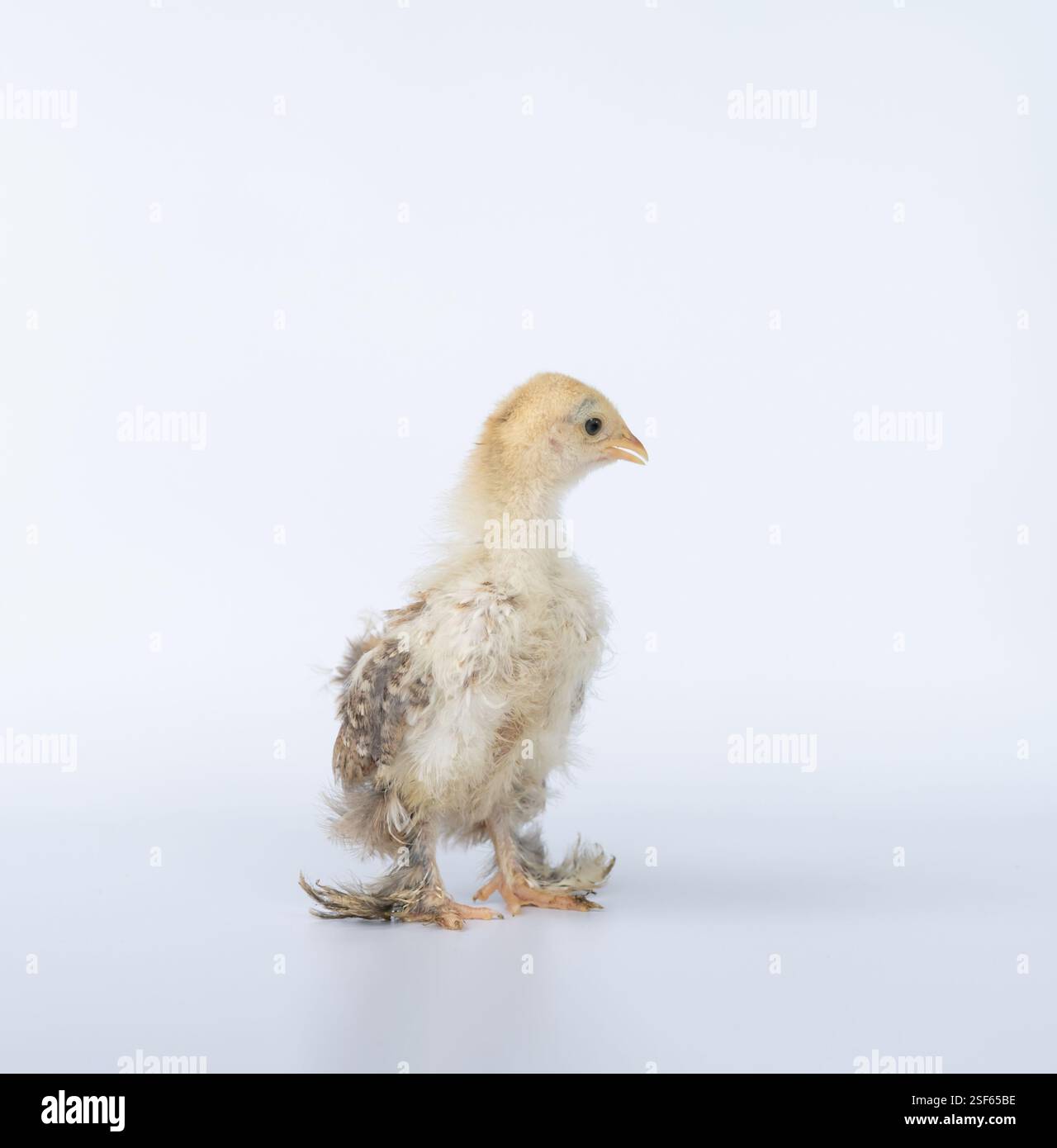 Portrait of cute baby chick Cochin on white background. Mini Cochin ...
