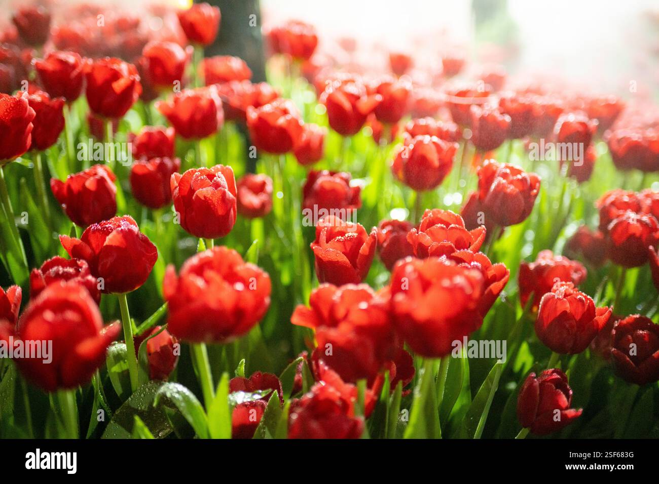 Late night,under artificial light mist spray,covers vibrant tulips,at ...