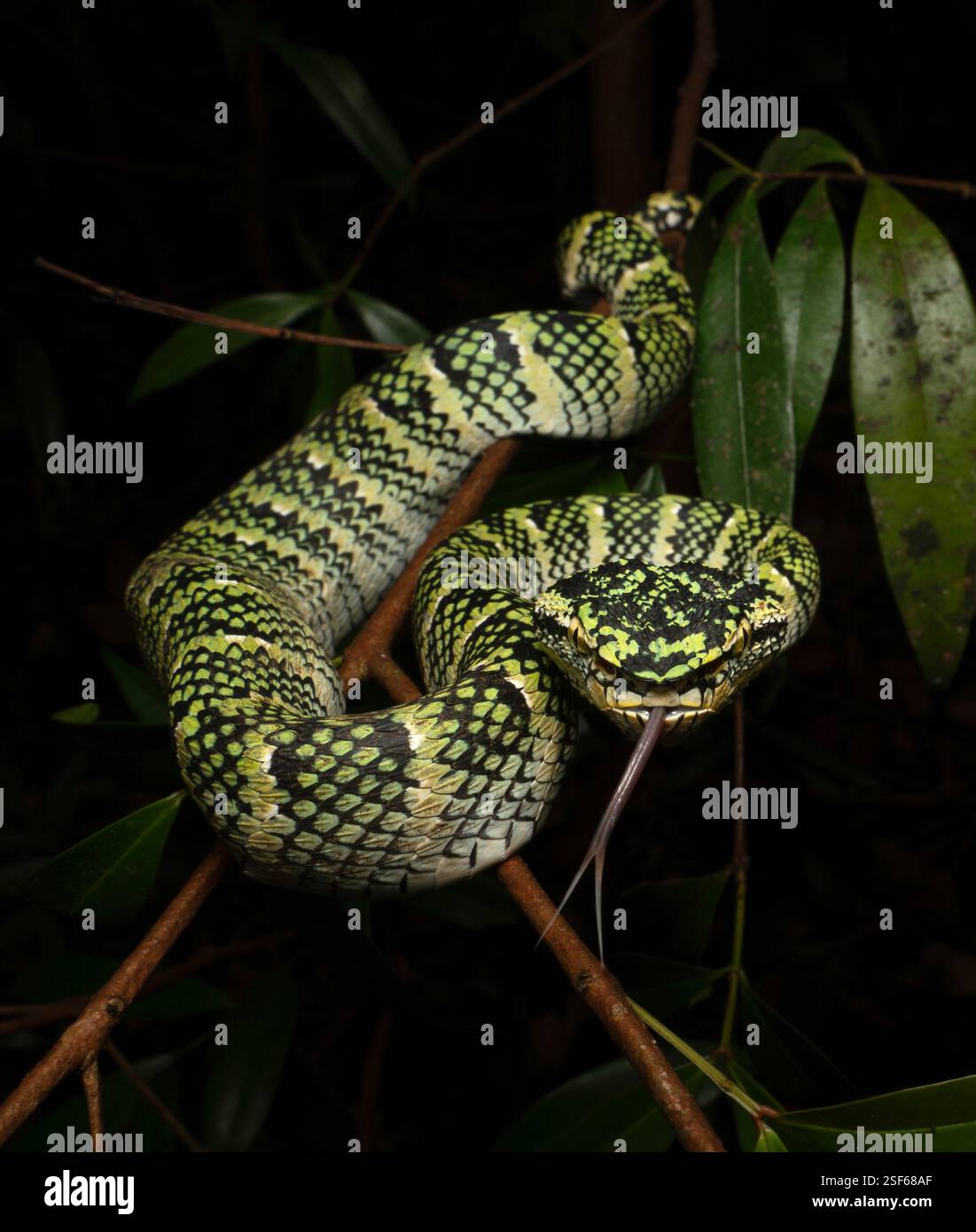 Female Wagler's Pit Viper Stock Photo - Alamy