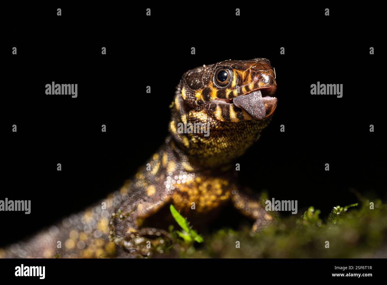 Lepidophyma flavimaculatum, the yellow-spotted tropical night lizard ...