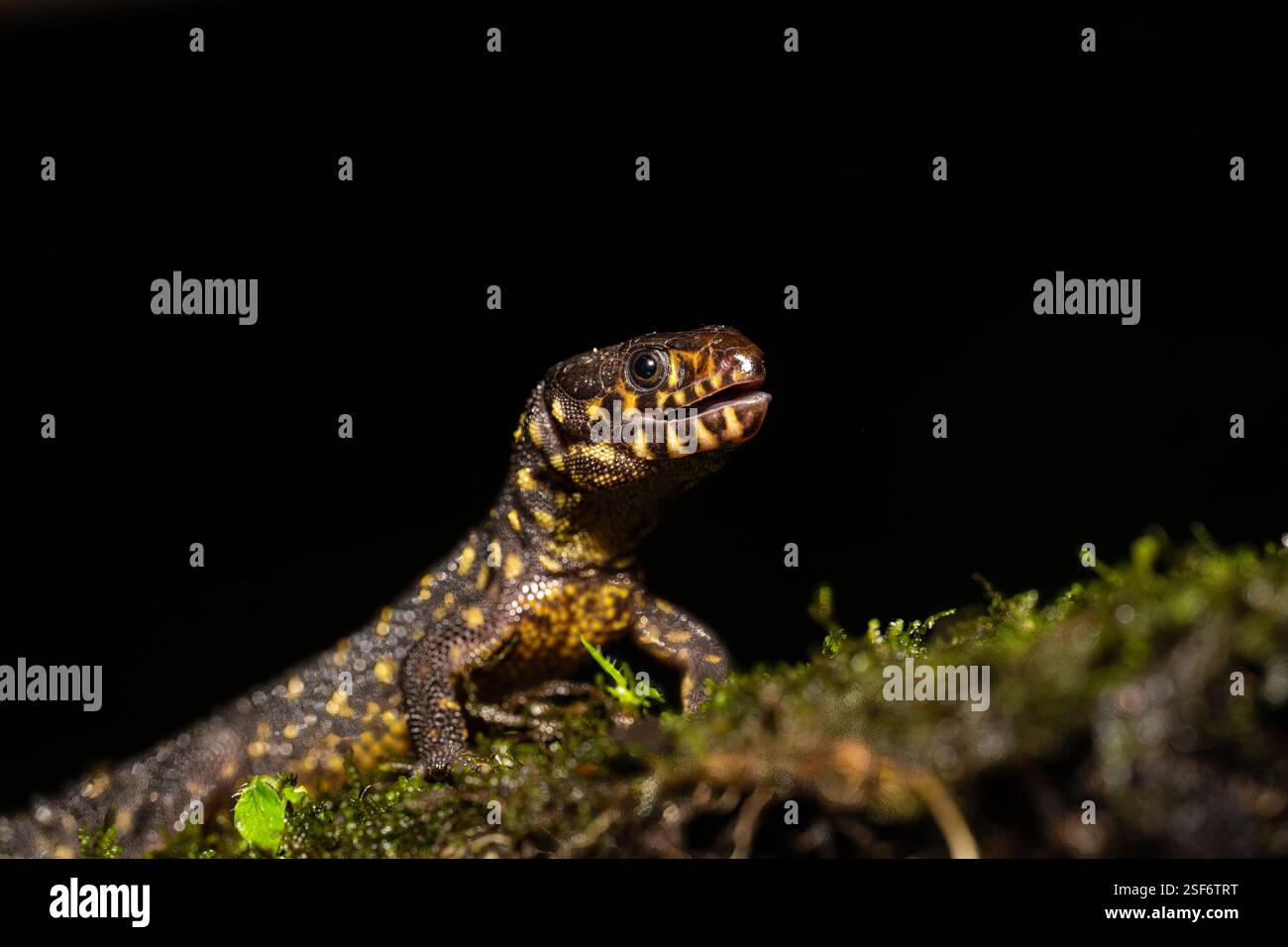 Lepidophyma flavimaculatum, the yellow-spotted tropical night lizard ...