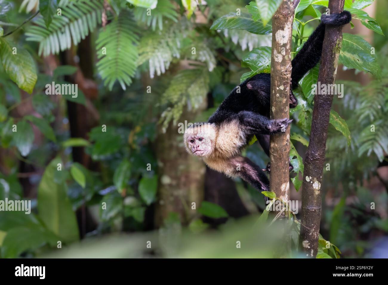 The Colombian white-faced capuchin, Cebus capucinus, or white-headed ...