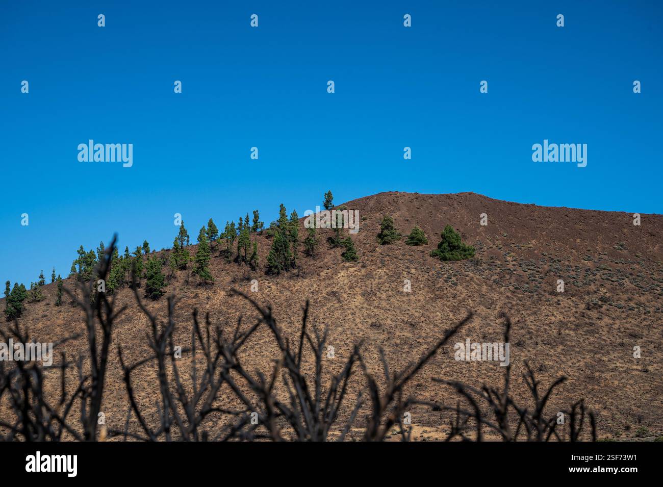 A hillside with trees and a blue sky. The trees are sparse and the hill ...