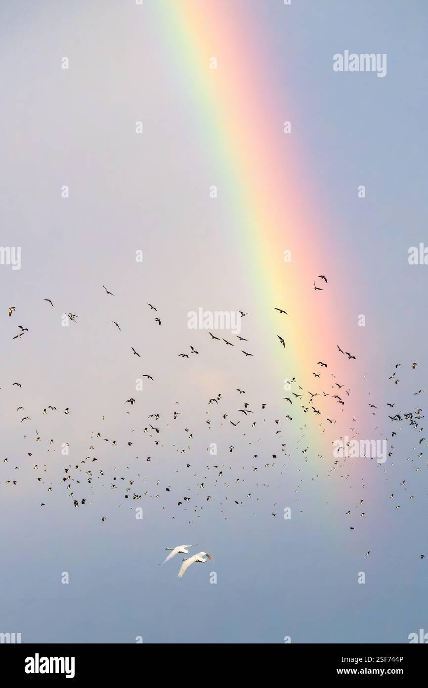 Birds Flying in front of Rainbow, Gloucestershire Stock Photo - Alamy