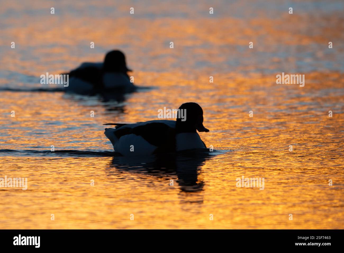 Duck outline hi-res stock photography and images - Alamy