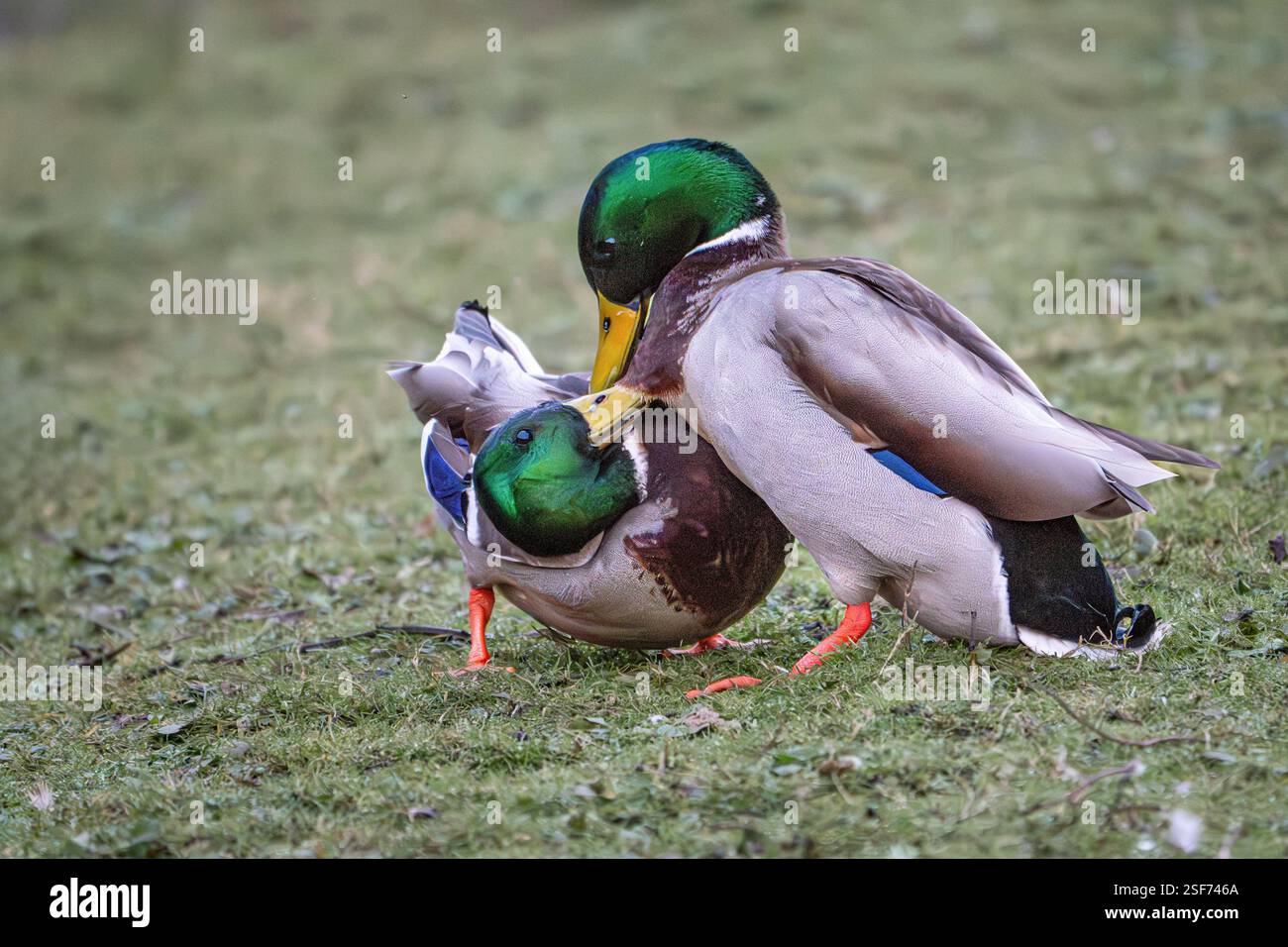 Two Mallard Ducks Fighting - Anas platyrhynchos Stock Photo - Alamy